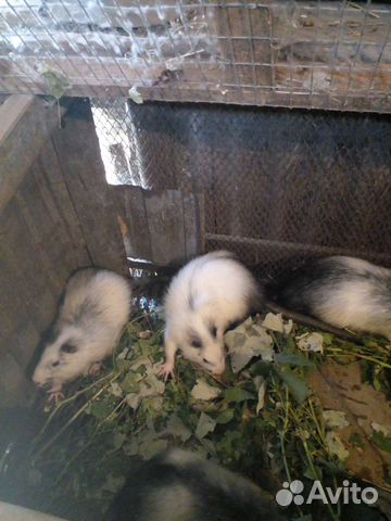 Нутрии на племя (самцы)