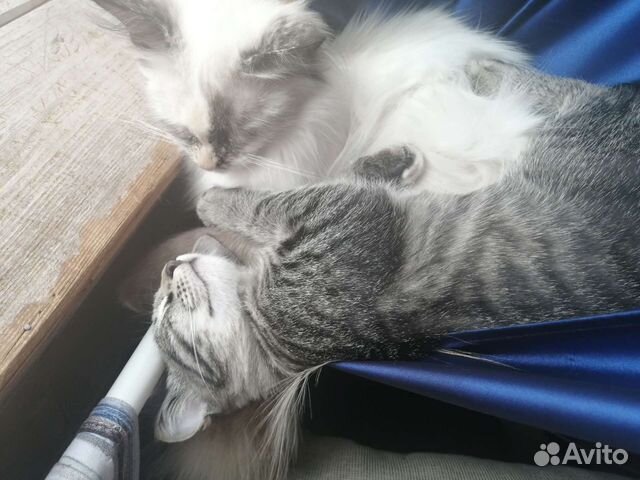 Котенок окрас тэбби