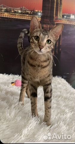 Кошечки саванна