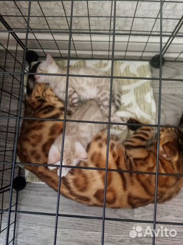 Бенгальские котята линкс