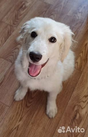 Отдам бесплатно