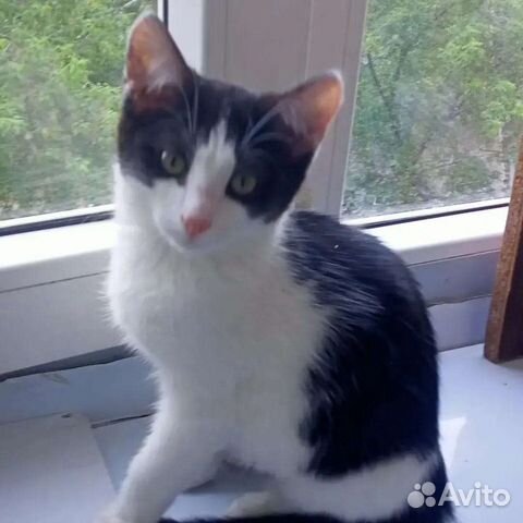 Кошки в добрые руки бесплатно