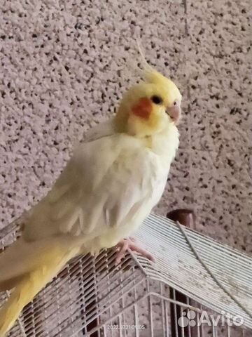 Попугай корелла бронь до вечера