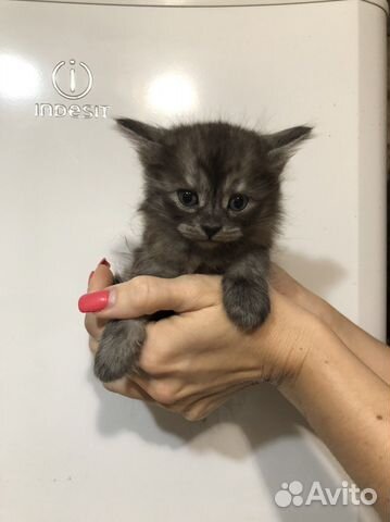Сиамские коты