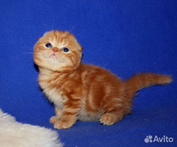 Шотландские вислоухие котята