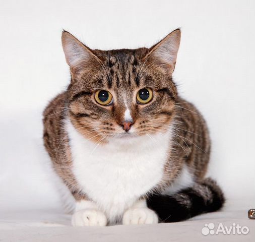 Котик Джус в добрые руки