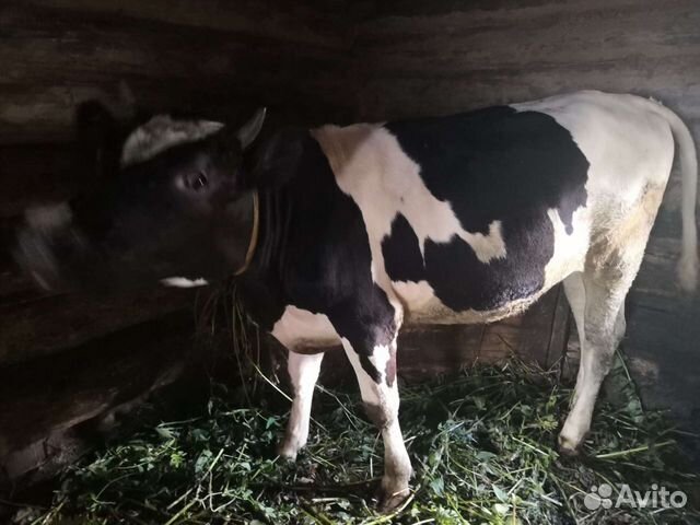 Тёлка на мясо