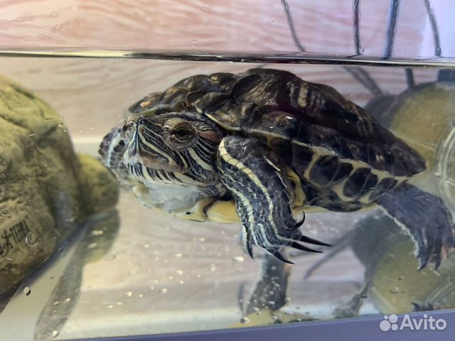 Красноухая черепаха с аквариумом