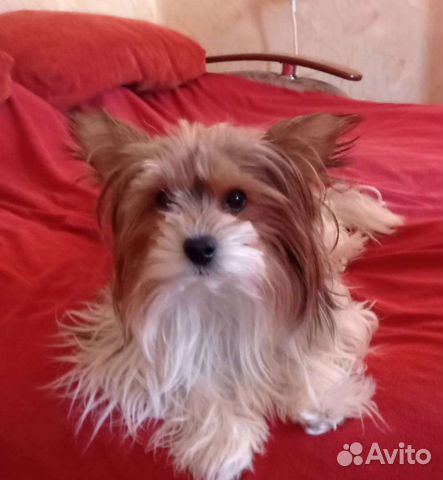 Щенки бивер йорка