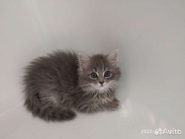 Котенок с персидскими корнями