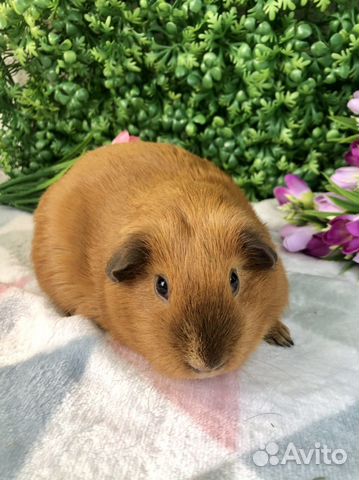 Морская свинка калифорния