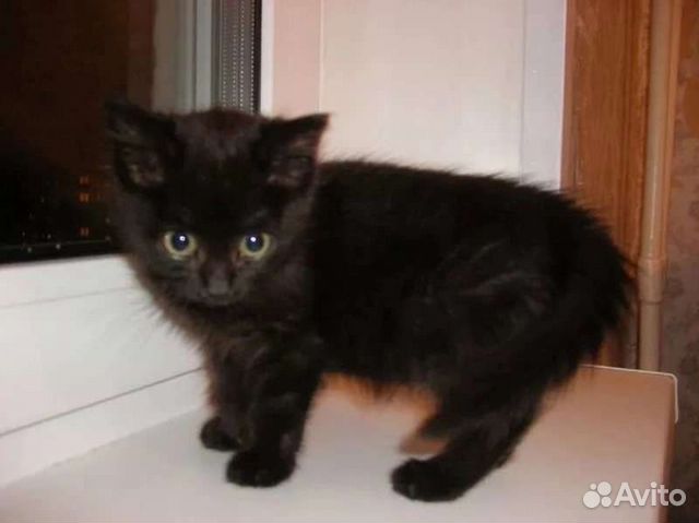 Черный котенок в дар