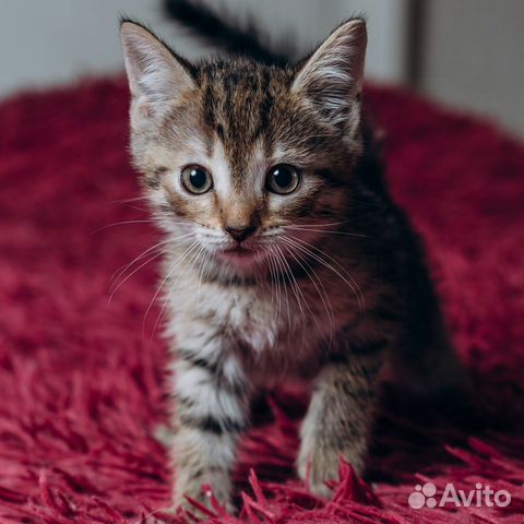 Тигруля в дар