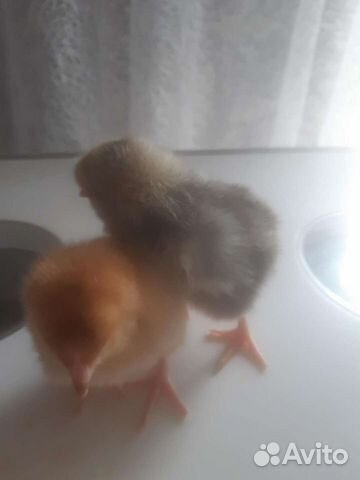Цыплята кур несушек