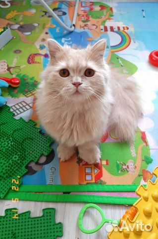 Шотландский хайленд-страйт