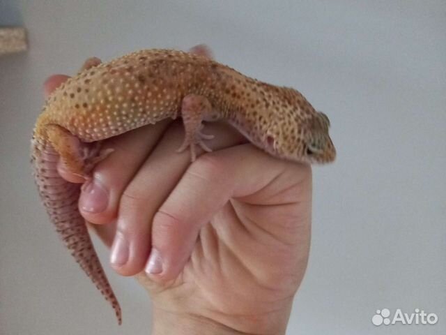 Эублефар с террариумом