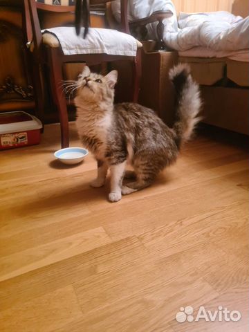 Котенок в добрые руки