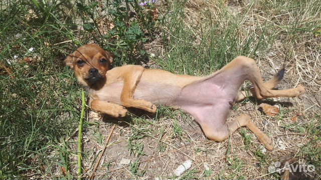 Продам маленькую ("карманную") собачку, Ялта