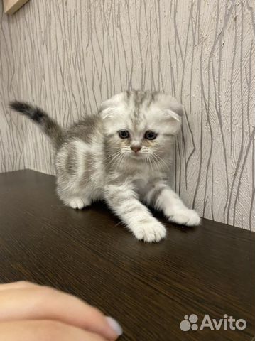 Шотландские вислоухие котята