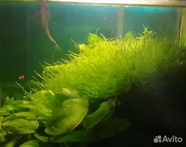 Мох яванский