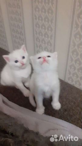Котята
