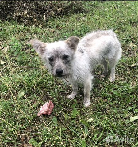 Собака в добрые руки