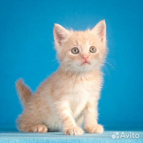 Малышка Ляля 1 мес