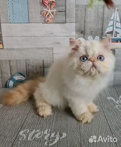 Красавчик,голубоглазое чудо