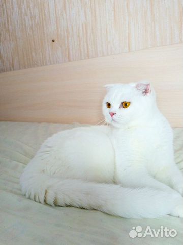 Шотландская вислоухая скоттиш-фолд кошка