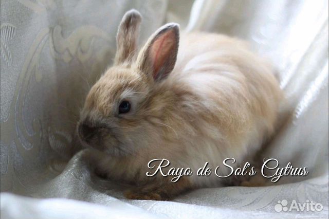 Карликовый лисий кролик(пуховый)