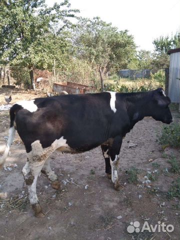 Продаёт телка голштинской породы