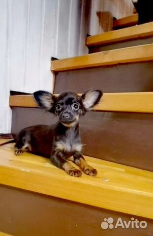 Той-терьер малышка 3,5 месяца д/ш