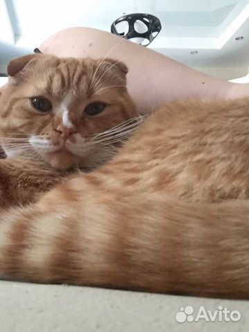 Рыжий шотландский вислоухий кот