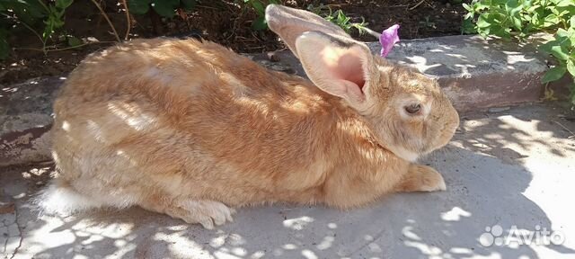 Продам кроликов
