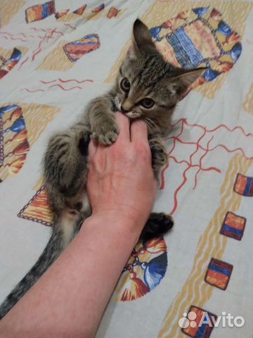 Кошка