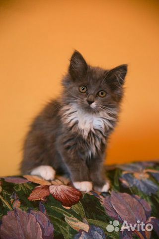 Дымчатый котенок ищет хозяев