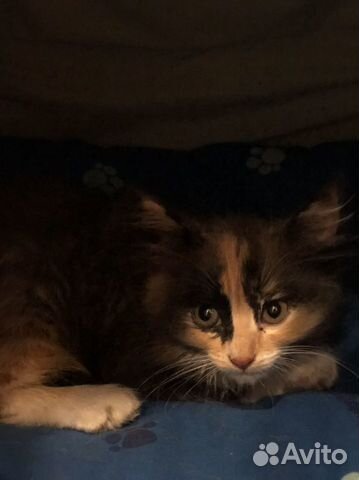 Котенок