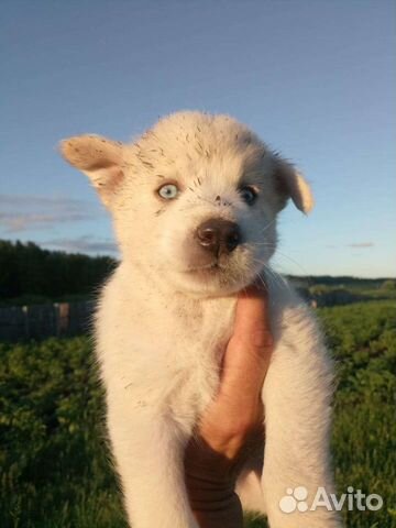 Щенки помесь хаски