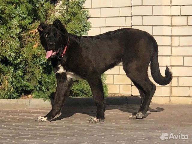 Кавказский волкодав