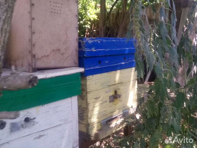 Продам пчел