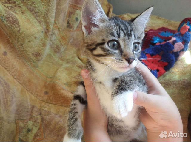 Американский керл котенок