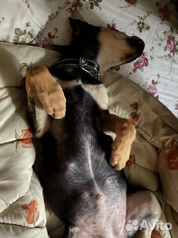 Отдам собаку в добрые руки