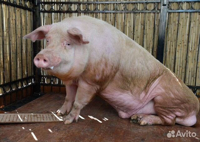 Хряк, Козы, Козлы