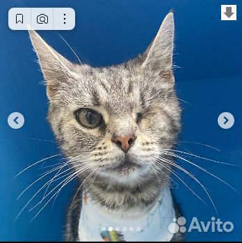 Особенная Бенгалка ищет свою семью