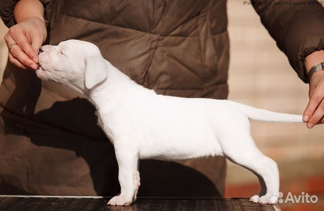 Аргентинский дог