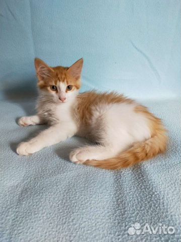 Котёнок мак бесплатно