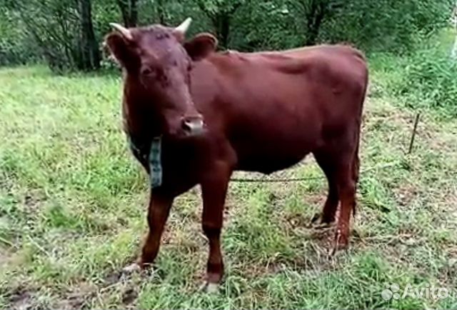 Корова телка