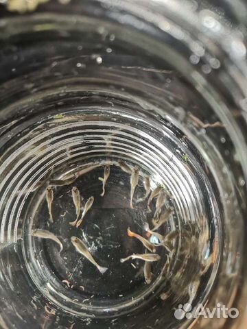 Аквариумные рыбки гуппи