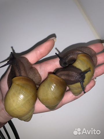 Архахатина Иктерика Кросс-Ривер