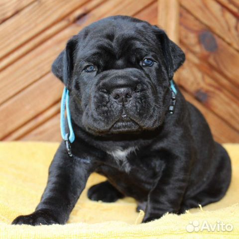 Шикарные щенки кане корсо